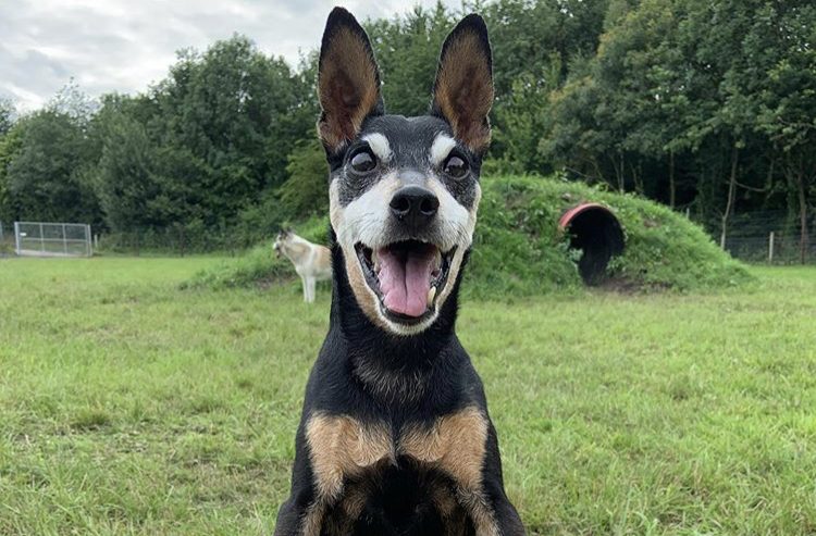 My Dog Paddock – Secure dog field for private use