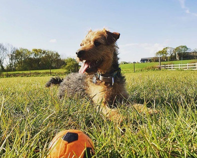 My Dog Paddock – Private dog field for hire