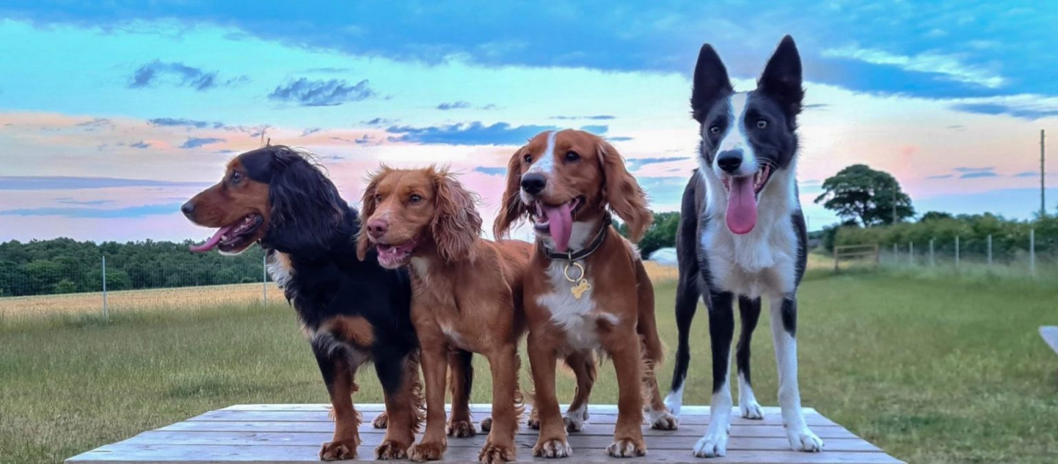 My Dog Paddock – Private dog field for hire